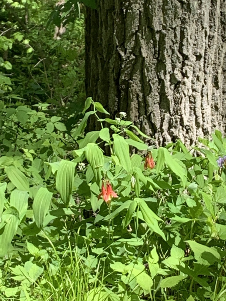 red columbine from Lee County, US-IL, US on May 11, 2023 at 11:19 AM by ...