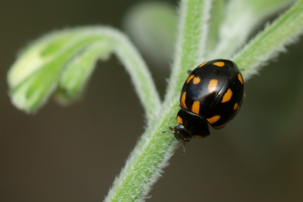 Orange Ladybug