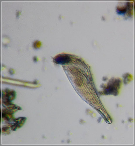 Genus Metopus · iNaturalist