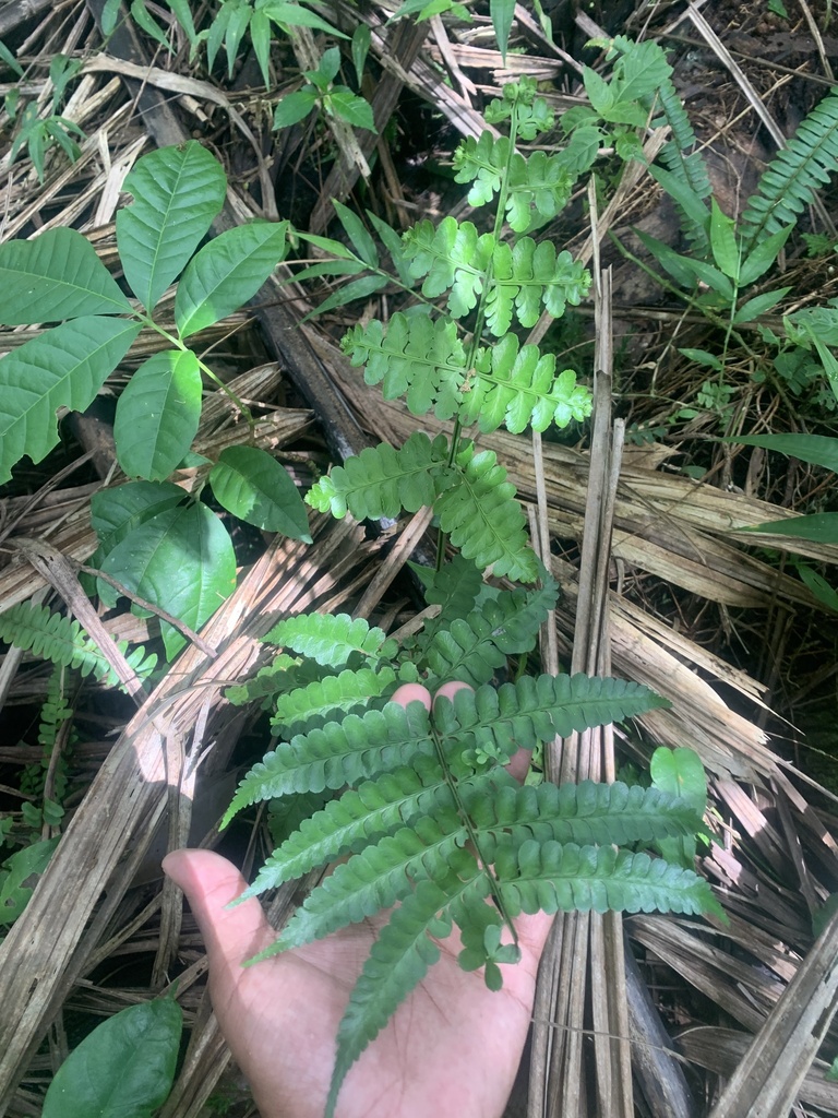 bracken family from Puerto Rico, Patillas, Puerto Rico, US on May 11 ...