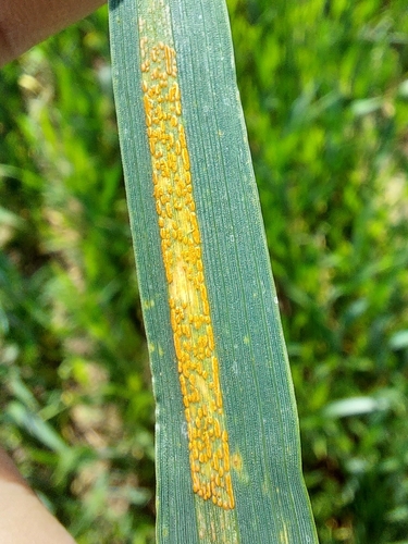 Rez plevová (Puccinia striiformis)