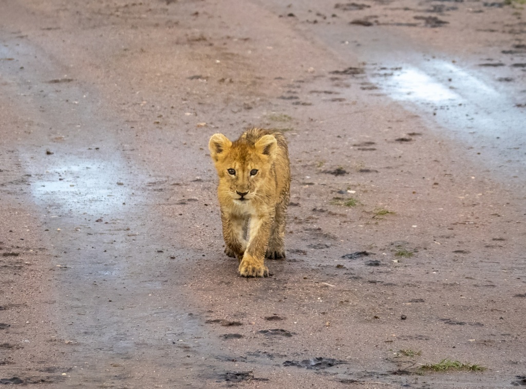 Southern Lion in April 2023 by Blythe Nilson · iNaturalist