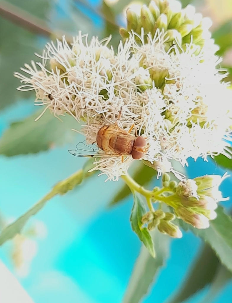 Six-spotted Bromeliad Fly from Uruguay 3075, S3016CYL, Santo Tomé ...