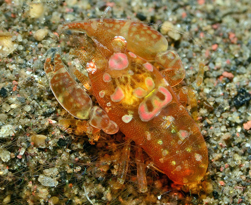 Odontonia katoi · iNaturalist