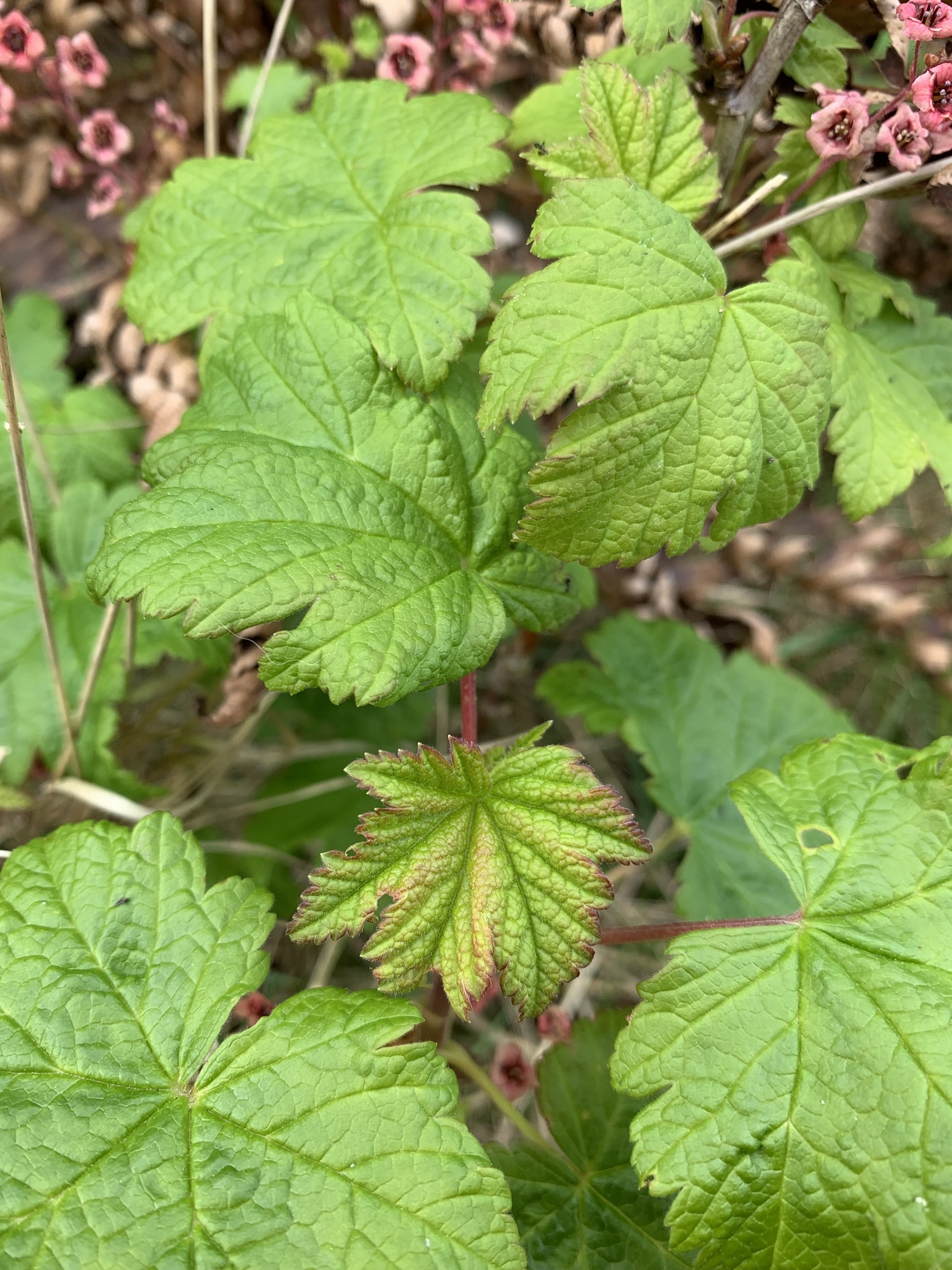 Ribes laxiflorum Pursh