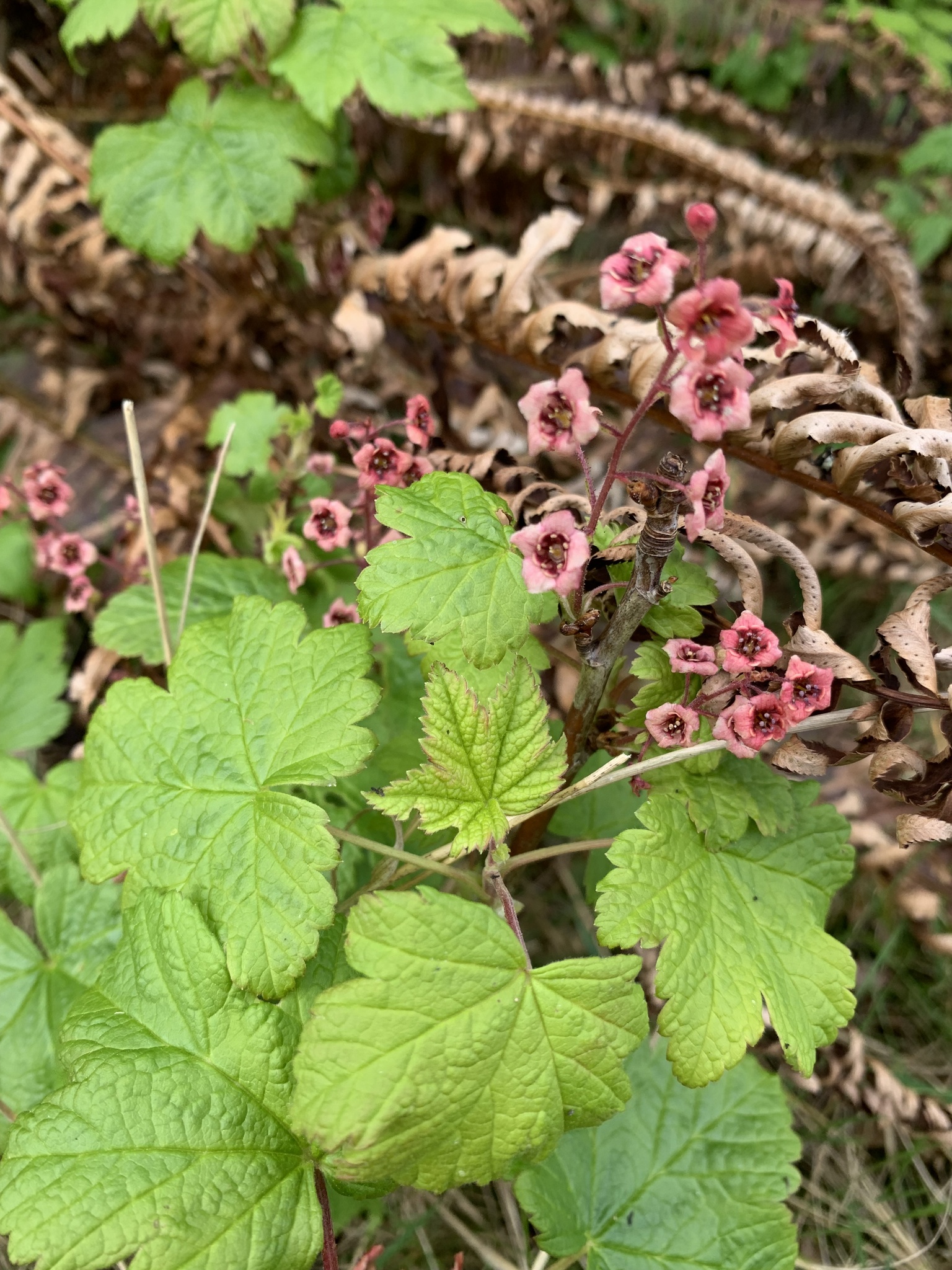 Ribes laxiflorum Pursh