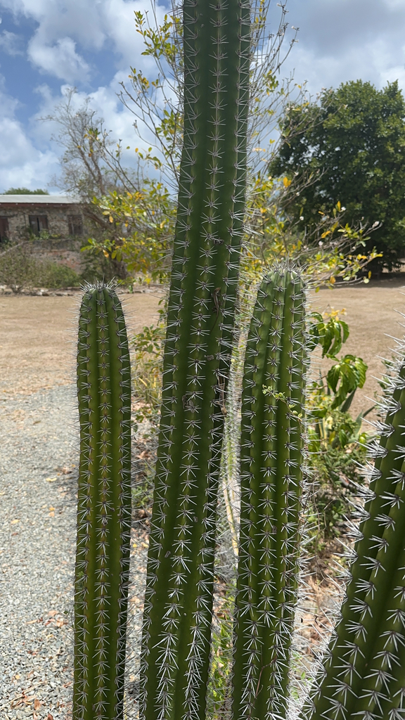 Cardón hecho desde Kingshill el 10 de mayo de 2023 a las 11:14 AM de ...