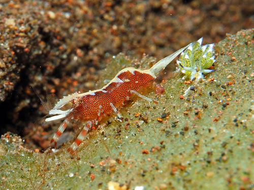 Periclimenes dardanicola · iNaturalist