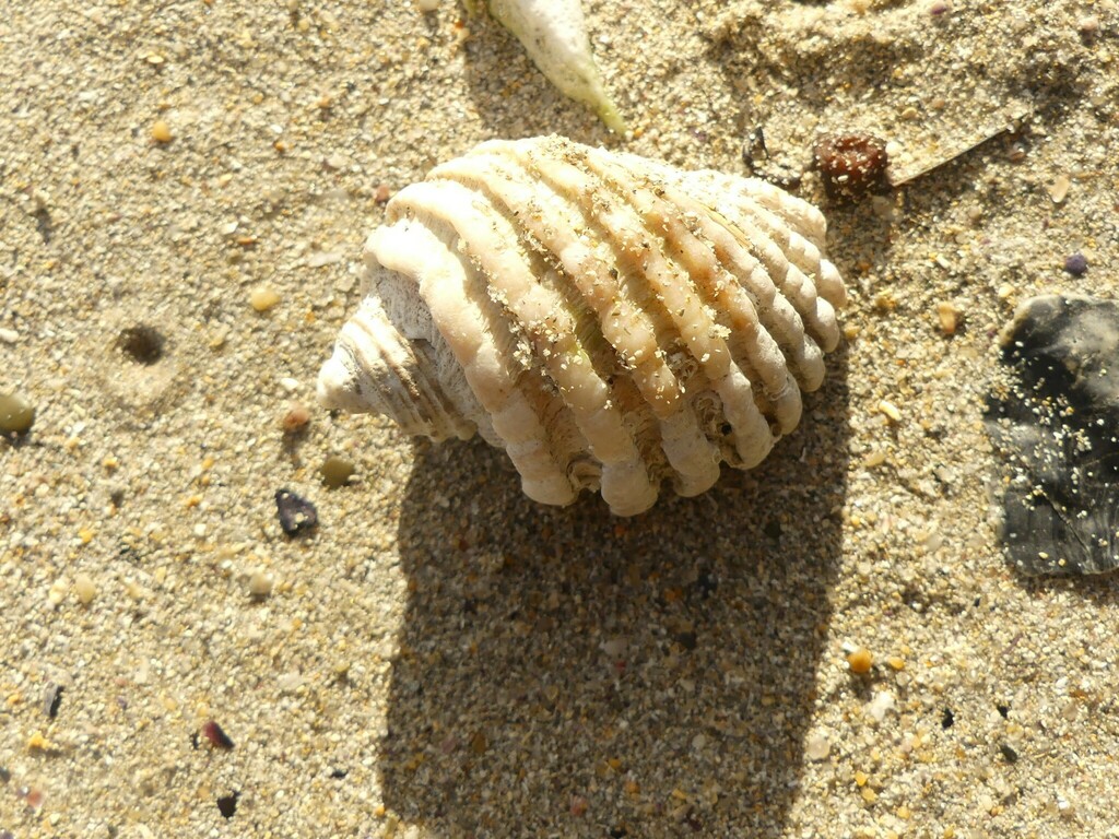 Cart-Rut Shell from Mondayong NSW 2540, Australien on March 29, 2023 at ...
