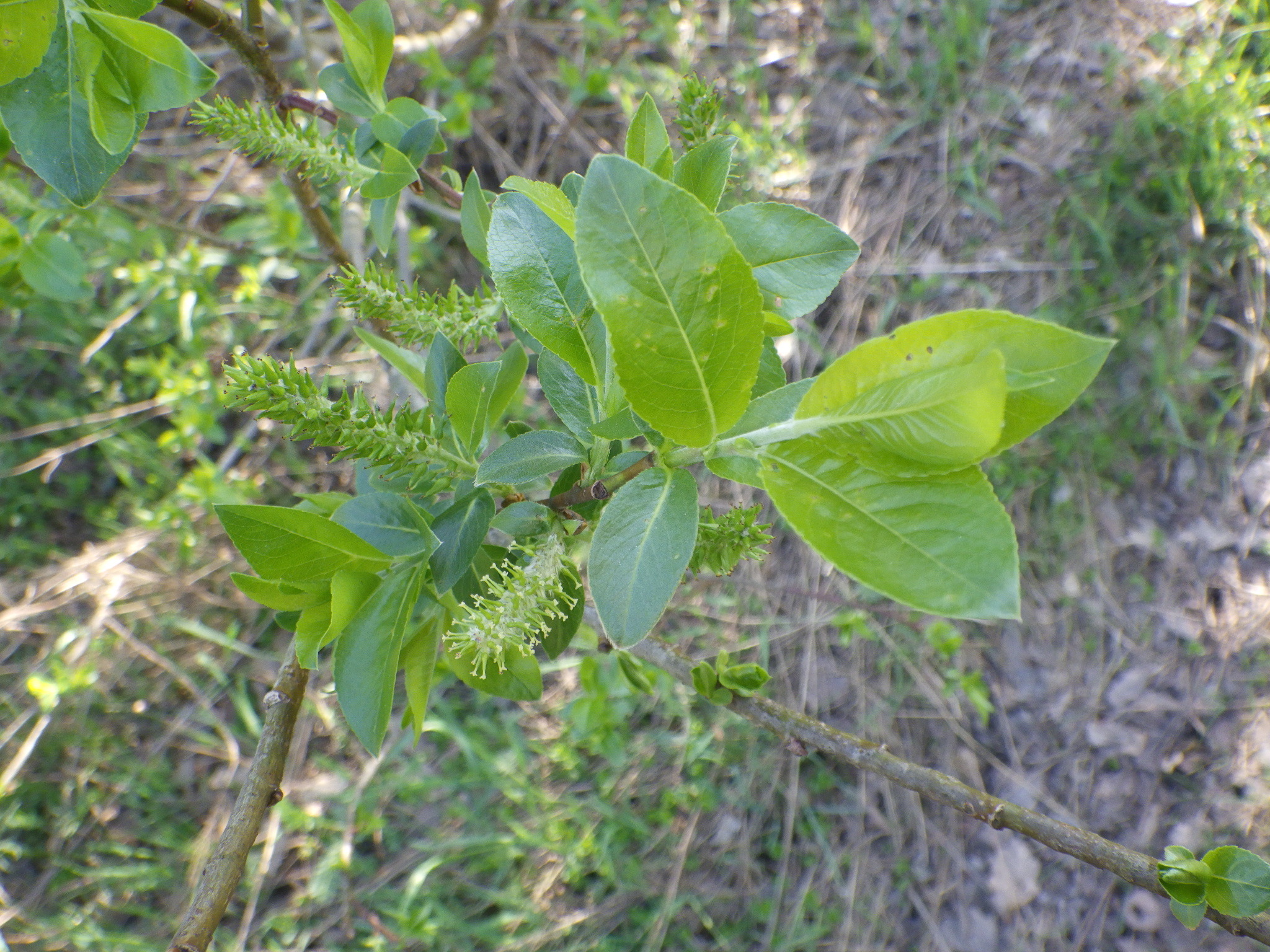 Salix myrsinifolia Salisb.