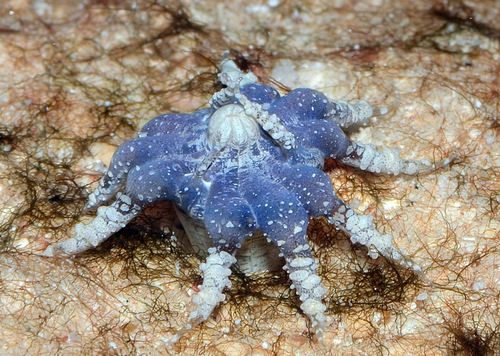 Edwardsia mammillata · iNaturalist