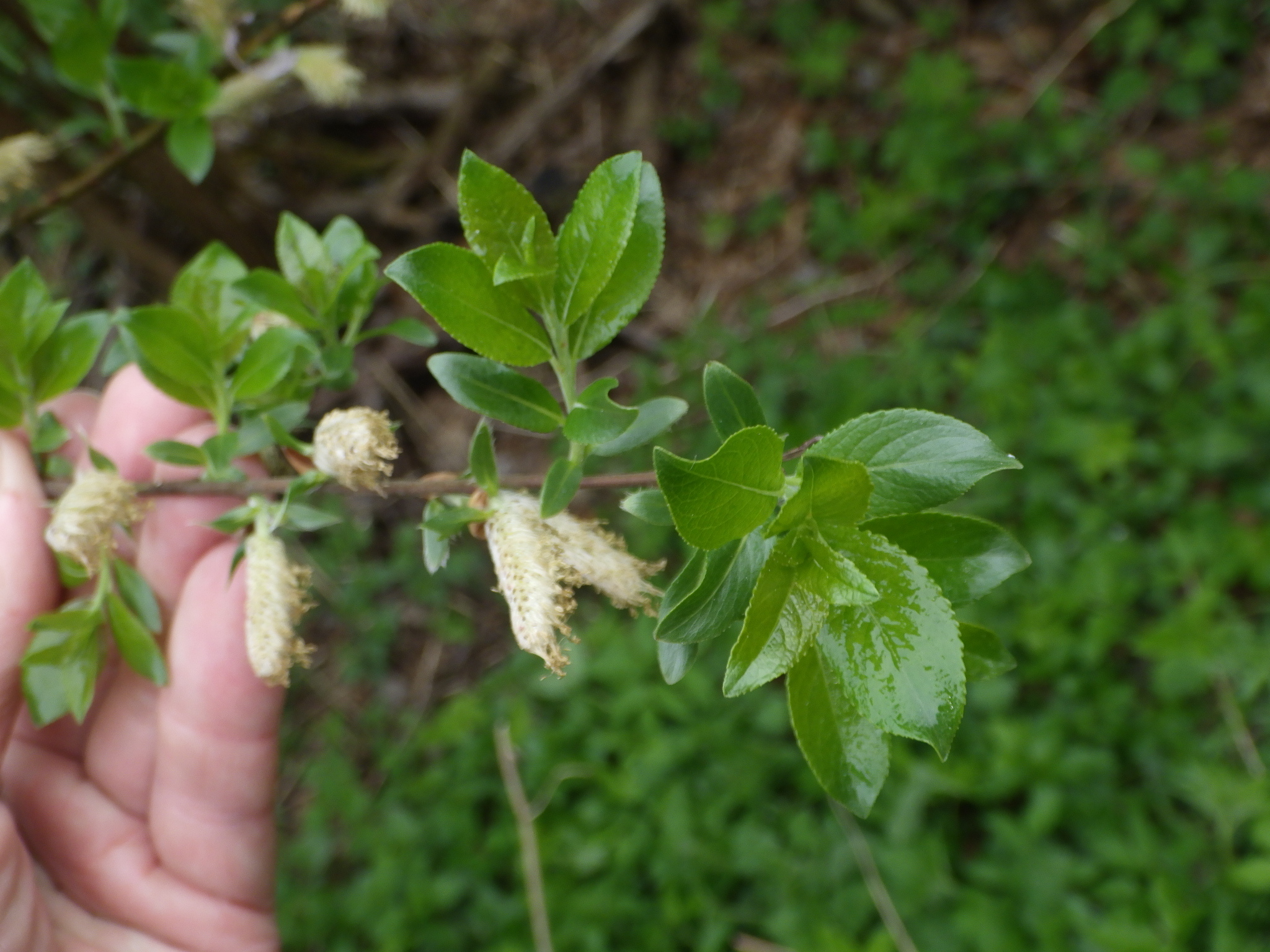 Salix myrsinifolia Salisb.