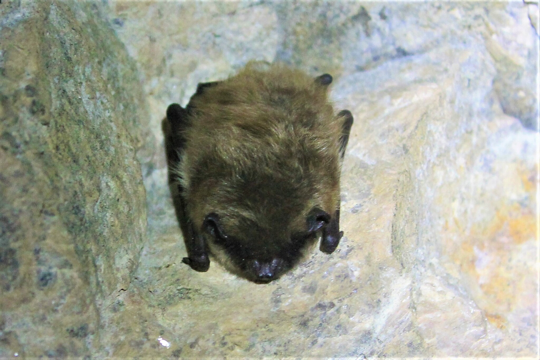 Myotis leibii (Audubon & Bachman, 1842)
