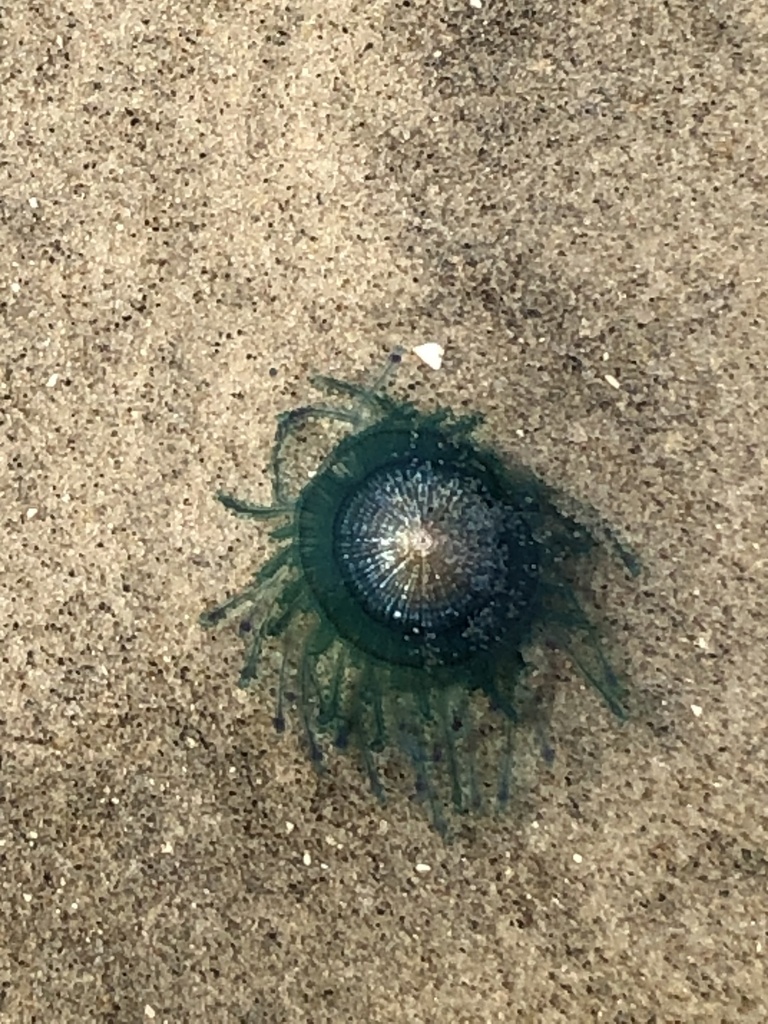 Blue Button from Jamaica Beach, Galveston, TX, US on July 02, 2020 at ...
