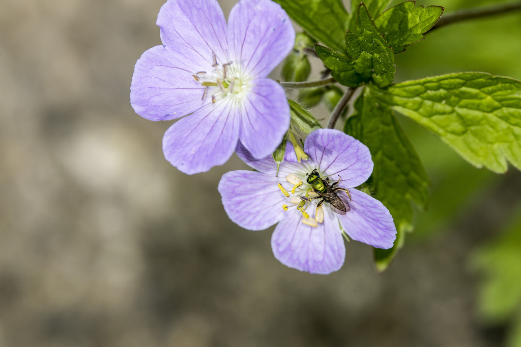 Pure Green Sweat bee from Dupage County, IL, USA on May 10, 2023 at 02: ...