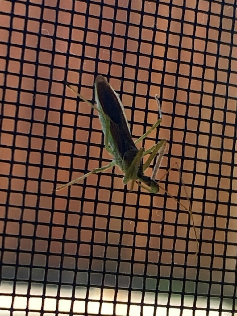 Zelus from Benton County, OR, USA on May 10, 2023 by libradoh · iNaturalist