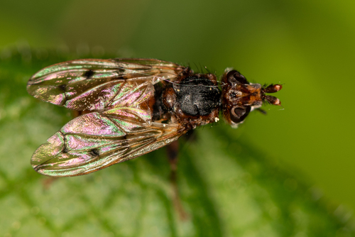 Myopa polystigma · NaturaLista Colombia