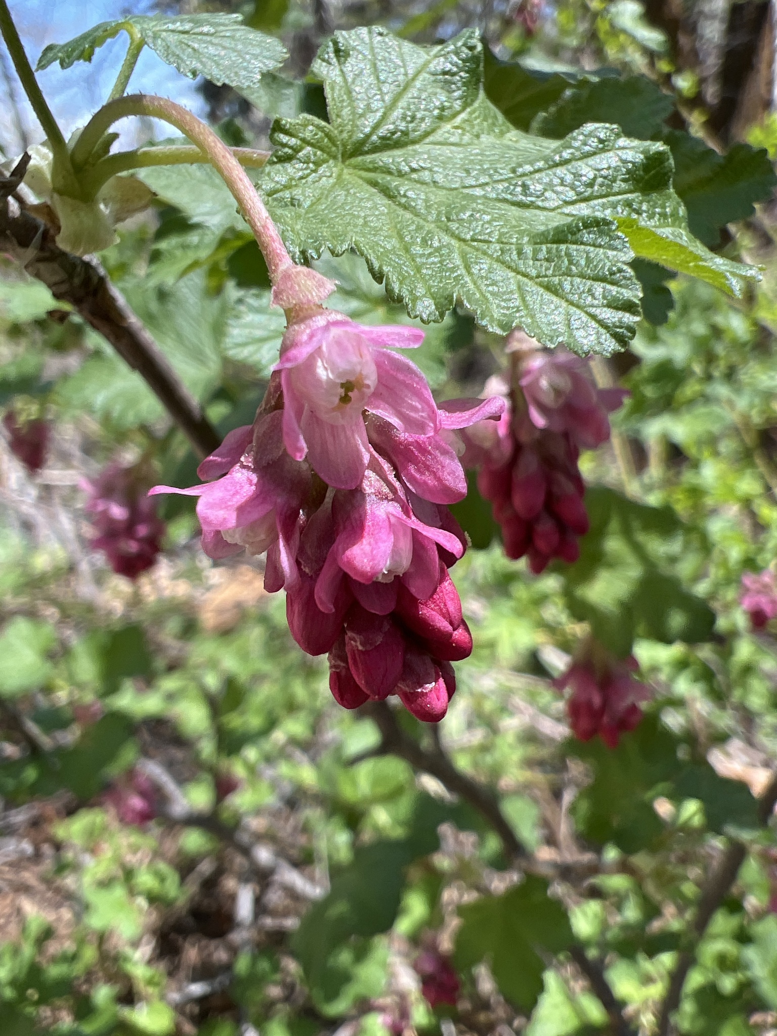 Ribes nevadense Kellogg