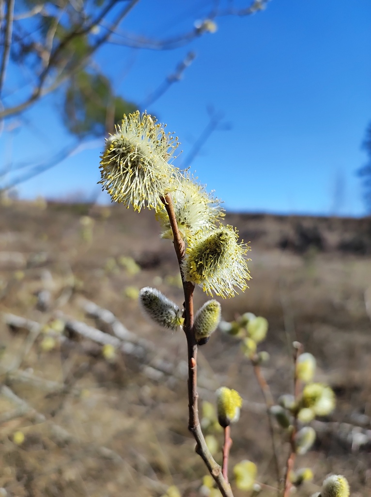 goat willow from Южский р-н, Ивановская обл., Россия on April 15, 2023 ...