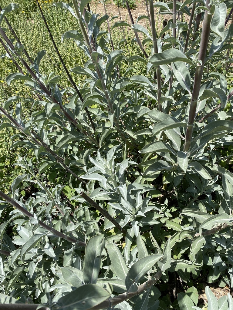 white sage from Irvine Regional Park, Orange, CA, US on May 11, 2023 at ...