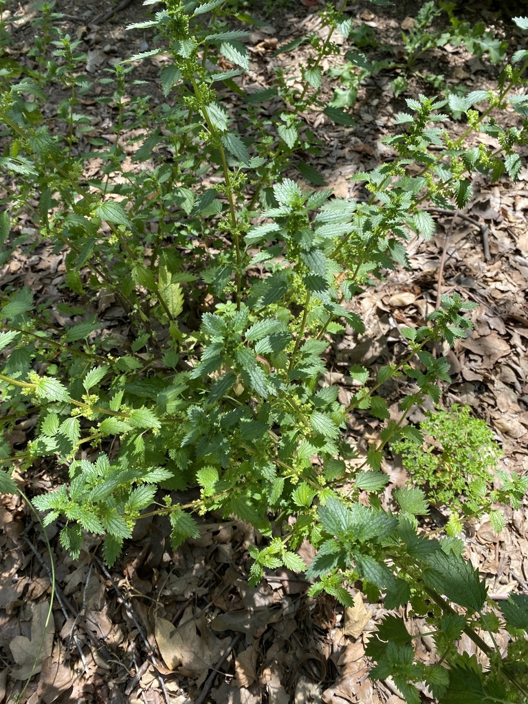 Dwarf Nettle from Irvine Regional Park, Orange, CA, US on May 11, 2023 ...