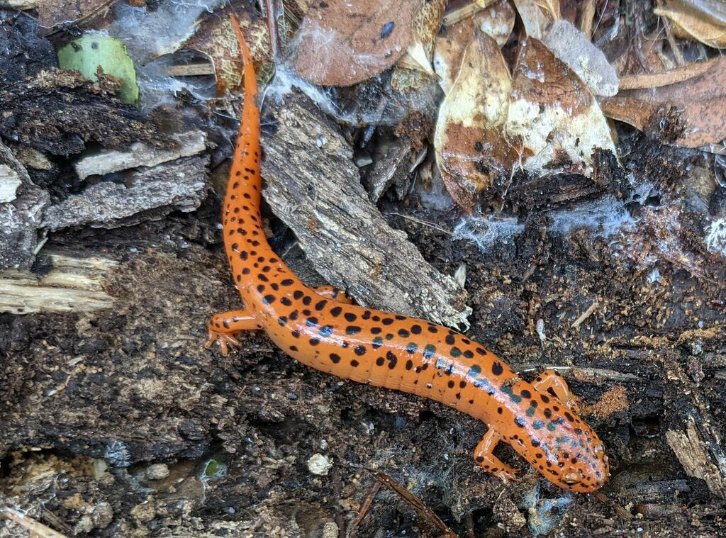 Northern Red Salamander from Galloway, NJ, USA on May 10, 2023 at 12:28 ...