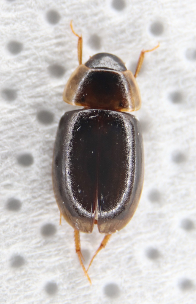 Enochrus from Tecopa, CA, USA on April 27, 2023 at 03:21 PM by Vahe ...