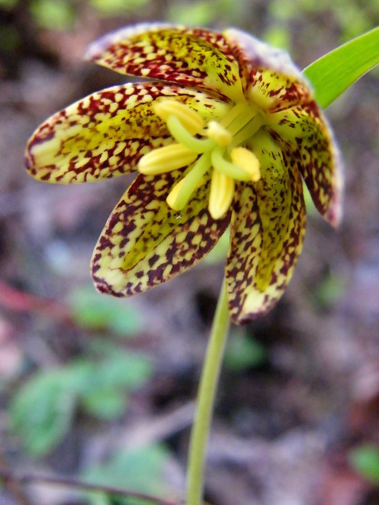 Mission bells (Wildflowers of Bouverie Preserve of ACR) · iNaturalist