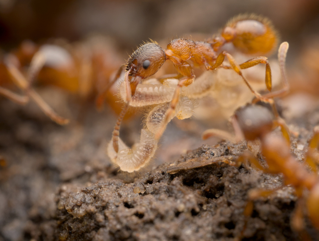 European fire ant from Budweis, Tschechien on May 7, 2023 at 03:35 PM ...