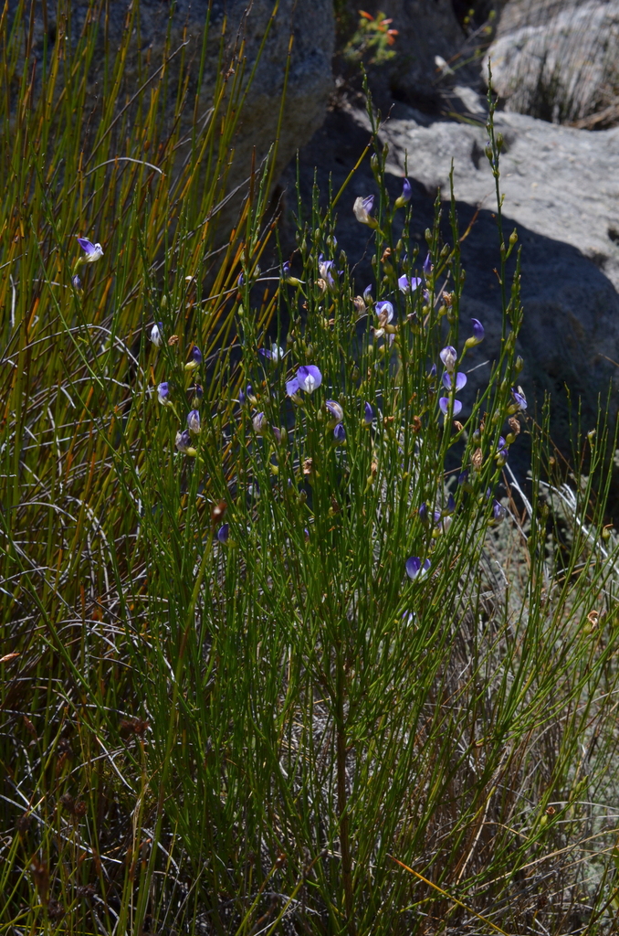 Psoralea rigidula from Cape Winelands District Municipality, South ...