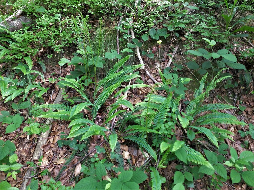 deer fern from 64490 Lescun, France on July 2, 2015 at 09:18 PM by ...