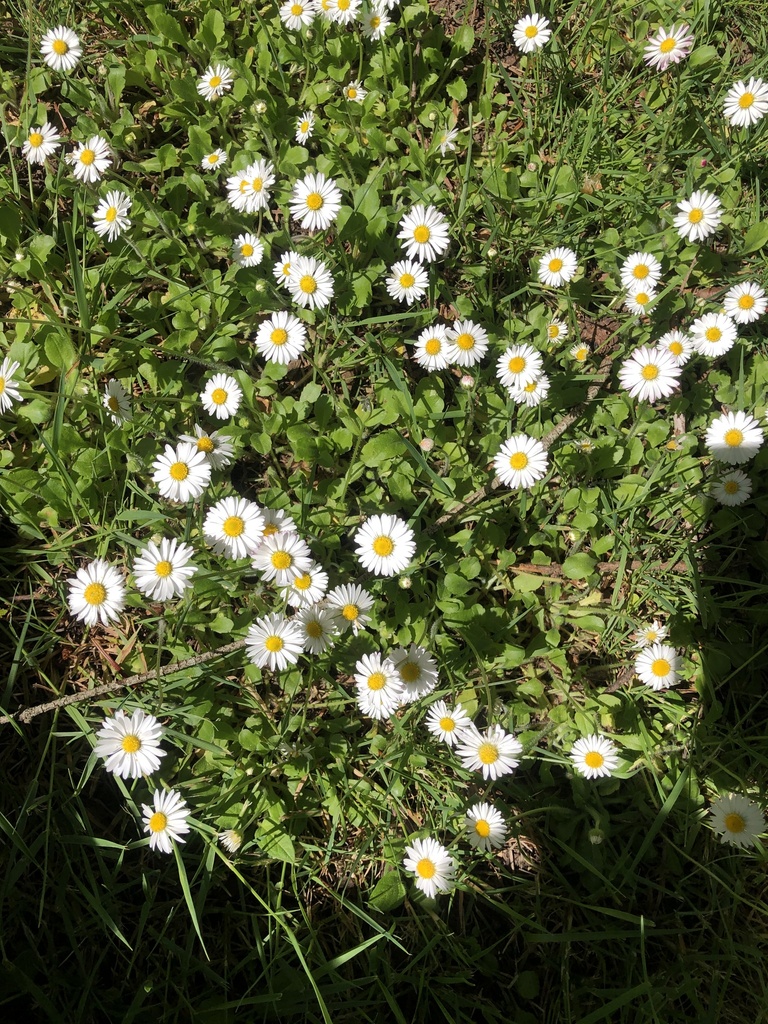 Lawn daisy from Carolwood Dr, Saanich, BC, CA on May 11, 2023 at 03:15 ...