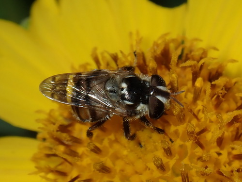 Bromeliad Flies (Copestylum)