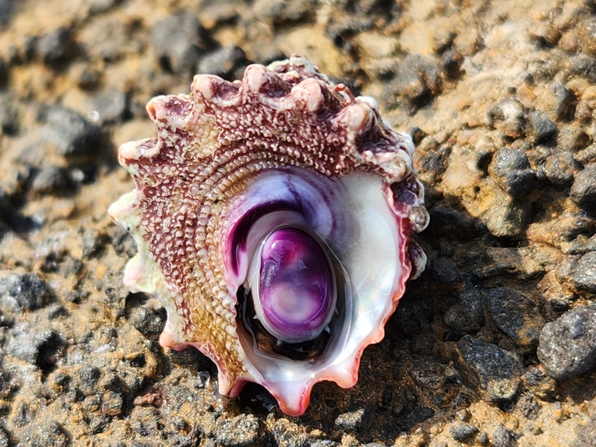 Astralium haematragum (Menke, 1829)