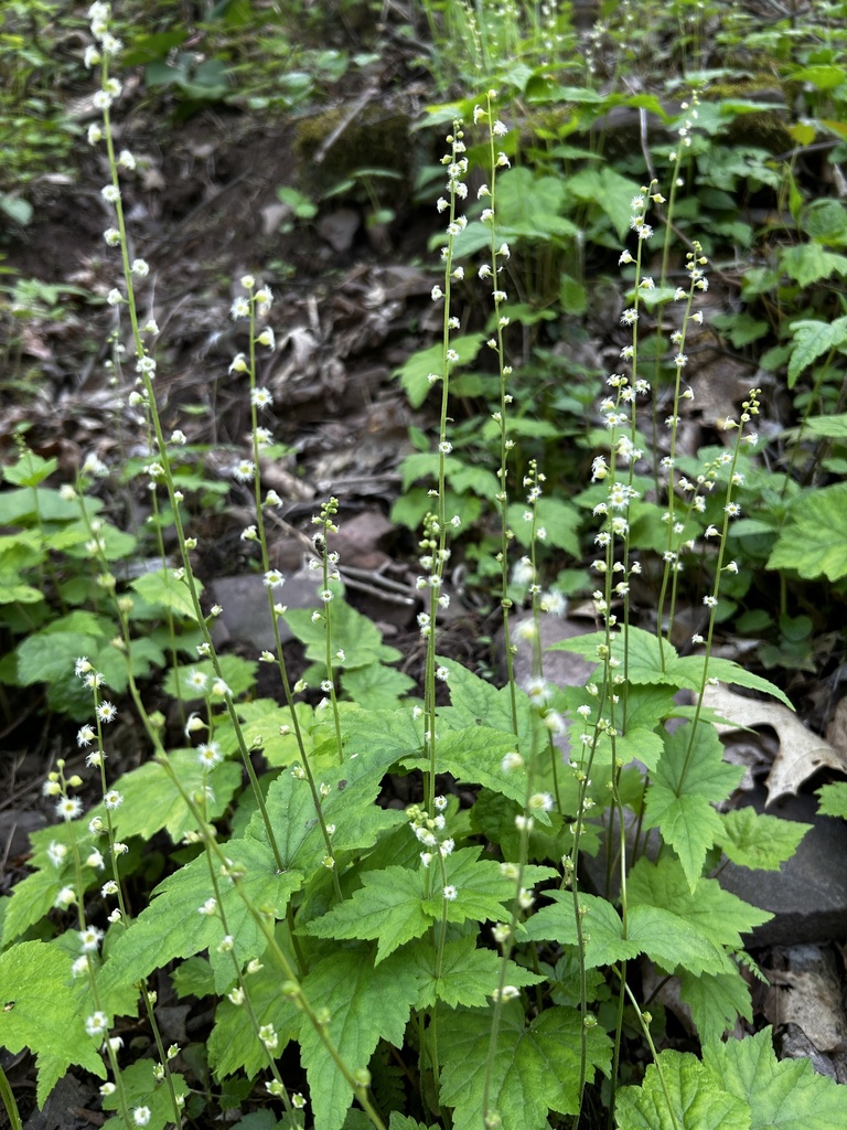 twoleaf miterwort from Dry Run Rd, Swanton, MD, US on May 11, 2023 at ...