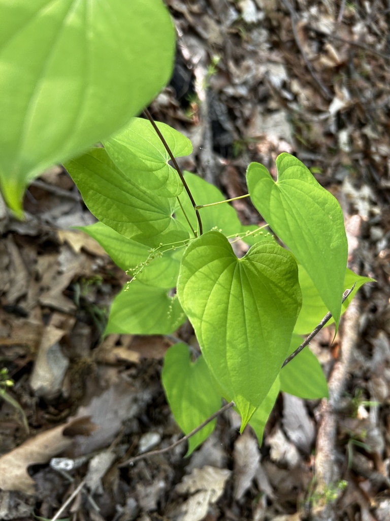 wild yam in May 2023 by aaron_graham · iNaturalist
