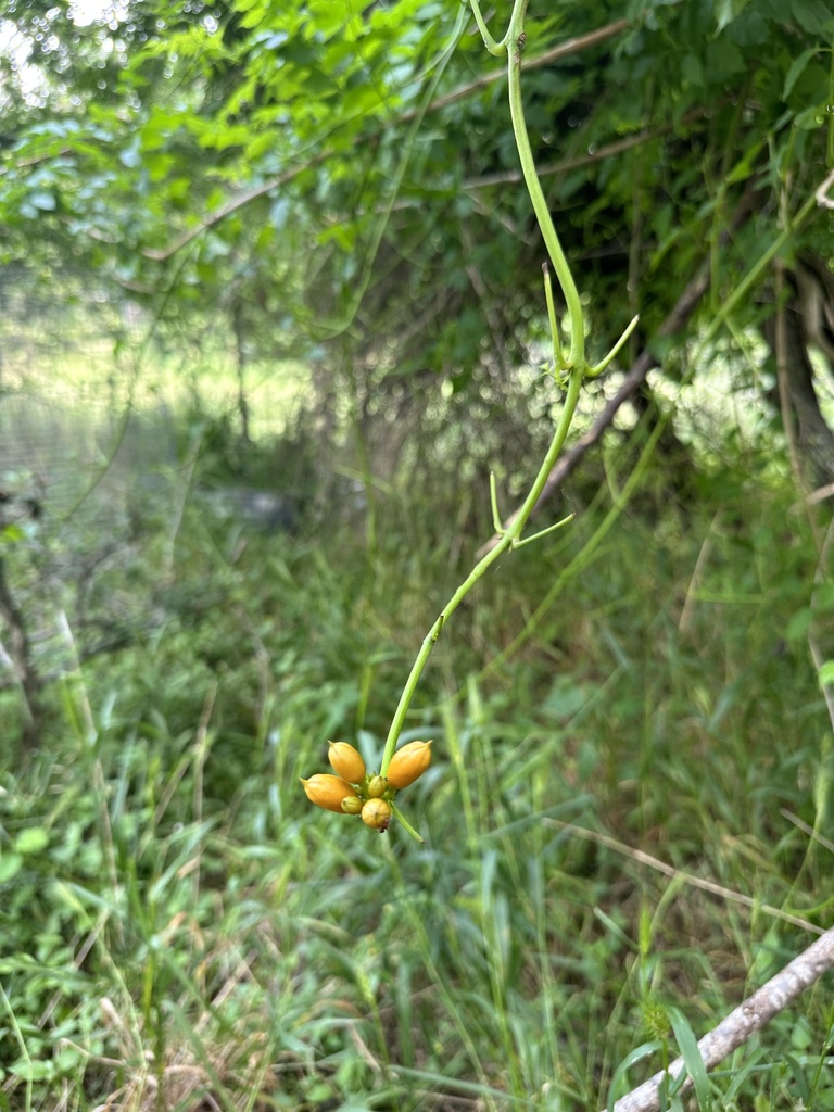 American trumpet vine from Atwood St, Austin, TX, US on May 11, 2023 at ...
