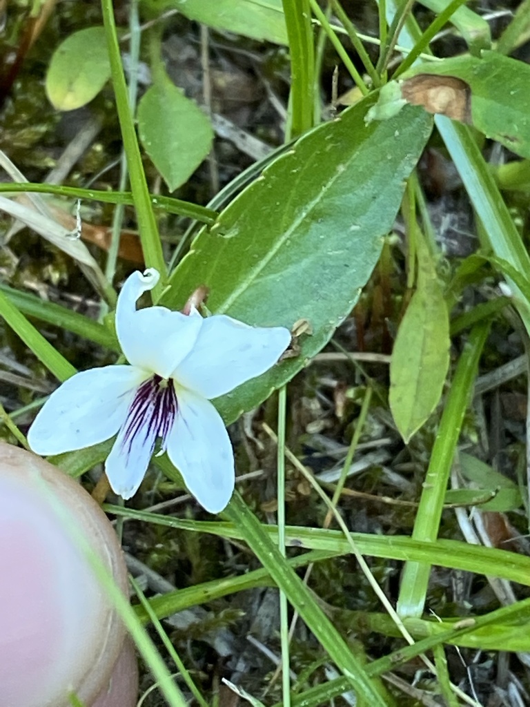 primrose-leaved violet in May 2022 by Robert Levy. @zitserm Pale glands ...