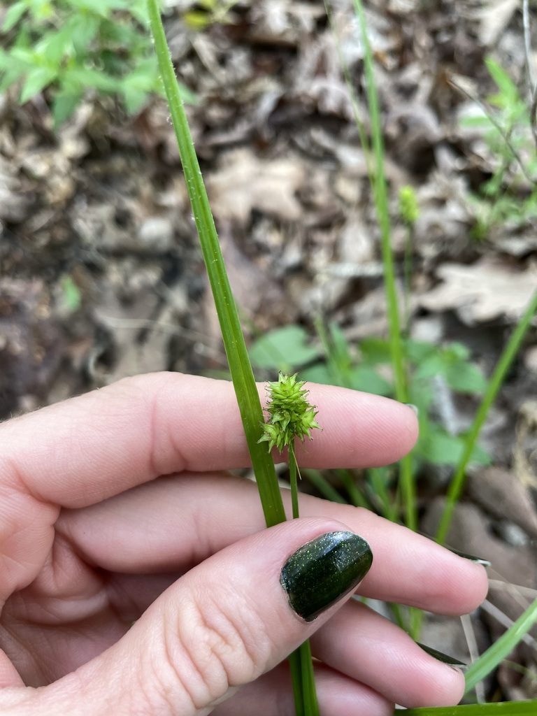 oval-headed sedge in May 2023 by kwillard · iNaturalist