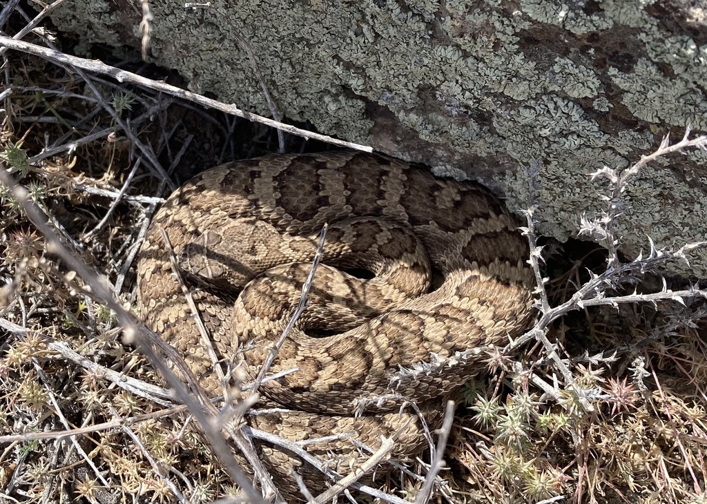 Great Basin Rattlesnake in May 2023 by Charlie Justus · iNaturalist