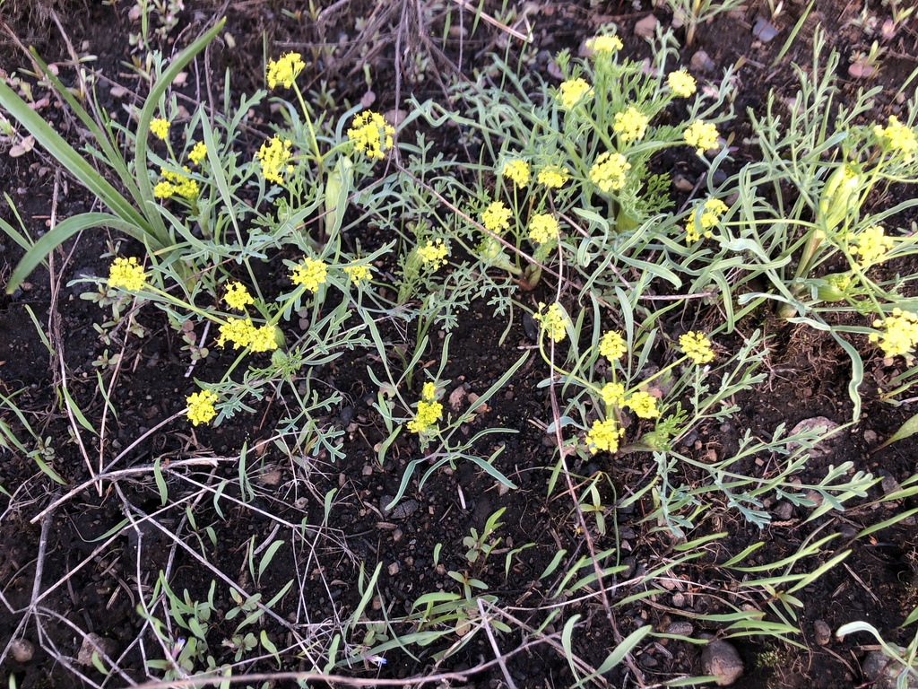 Wyeth Biscuitroot from Thompson-Nicola, BC, CA on May 11, 2023 at 04:19 ...