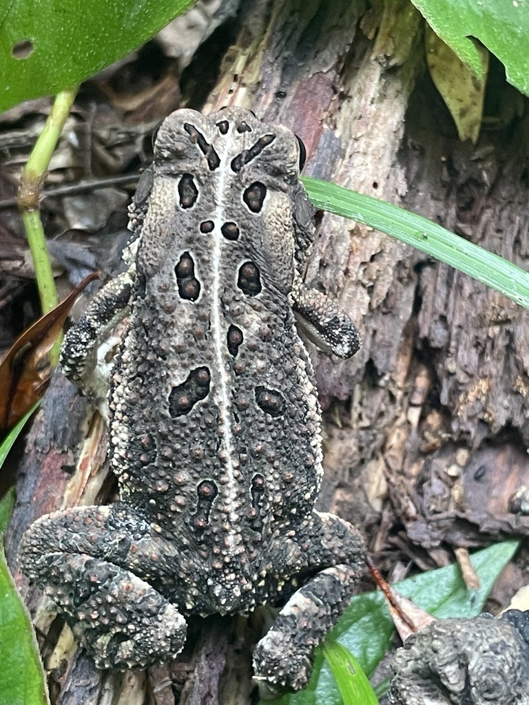 Fowler's Toad from Lenoir's Landing Boat Launch and Park, Butler, AL ...