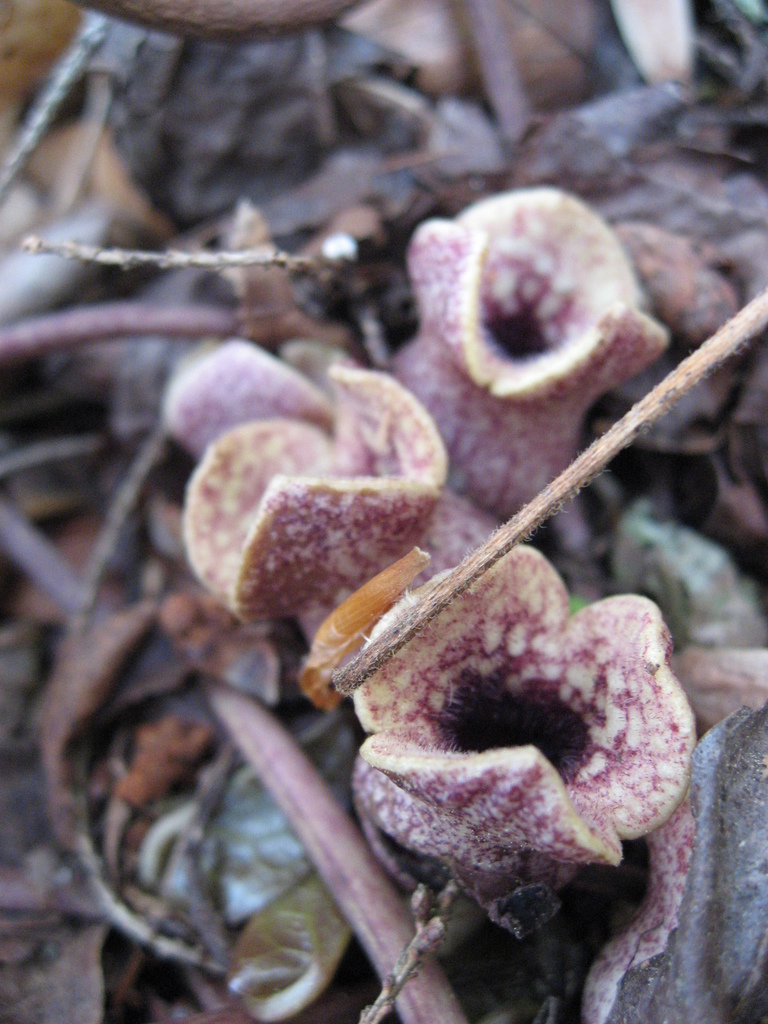 Mountain Heartleaf (Spring Ephemerals with Elaiosomes in Virginia ...