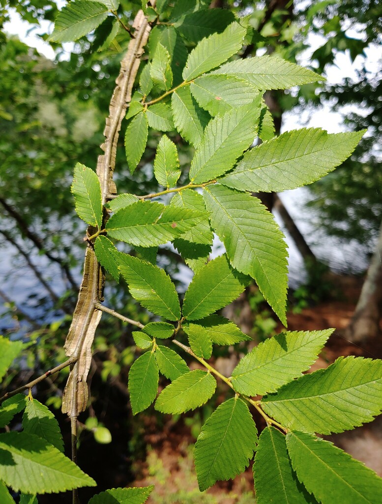 Winged Elm from Dekalb County, GA, USA on May 11, 2023 at 10:56 AM by ...