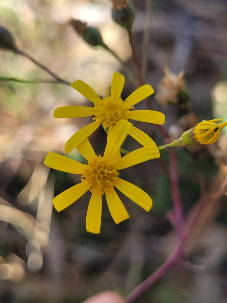 groundsels in May 2023 by Eamonn Culhane · iNaturalist
