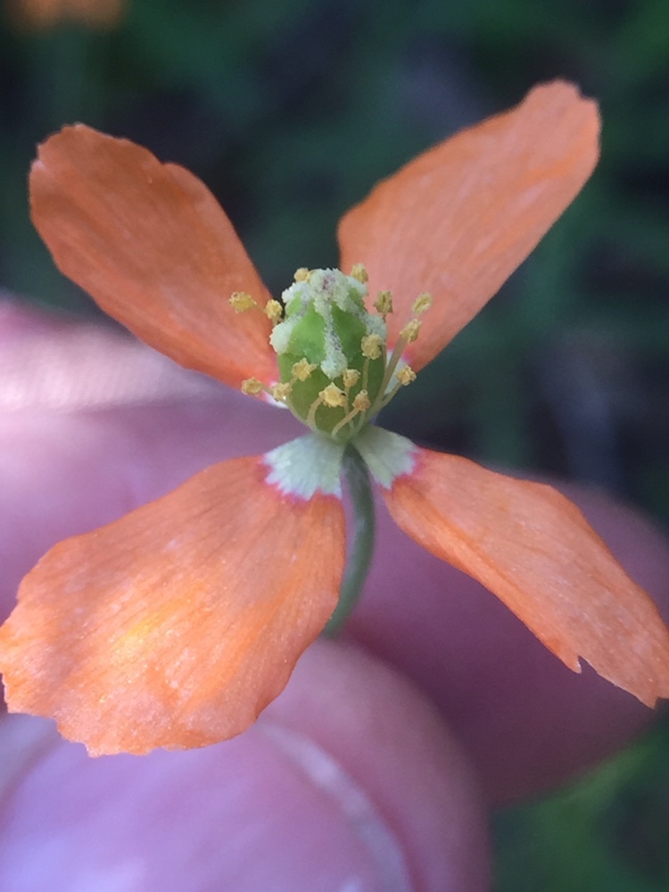 fire poppy from Mount Diablo State Park, Clayton, CA, US on May 11 ...
