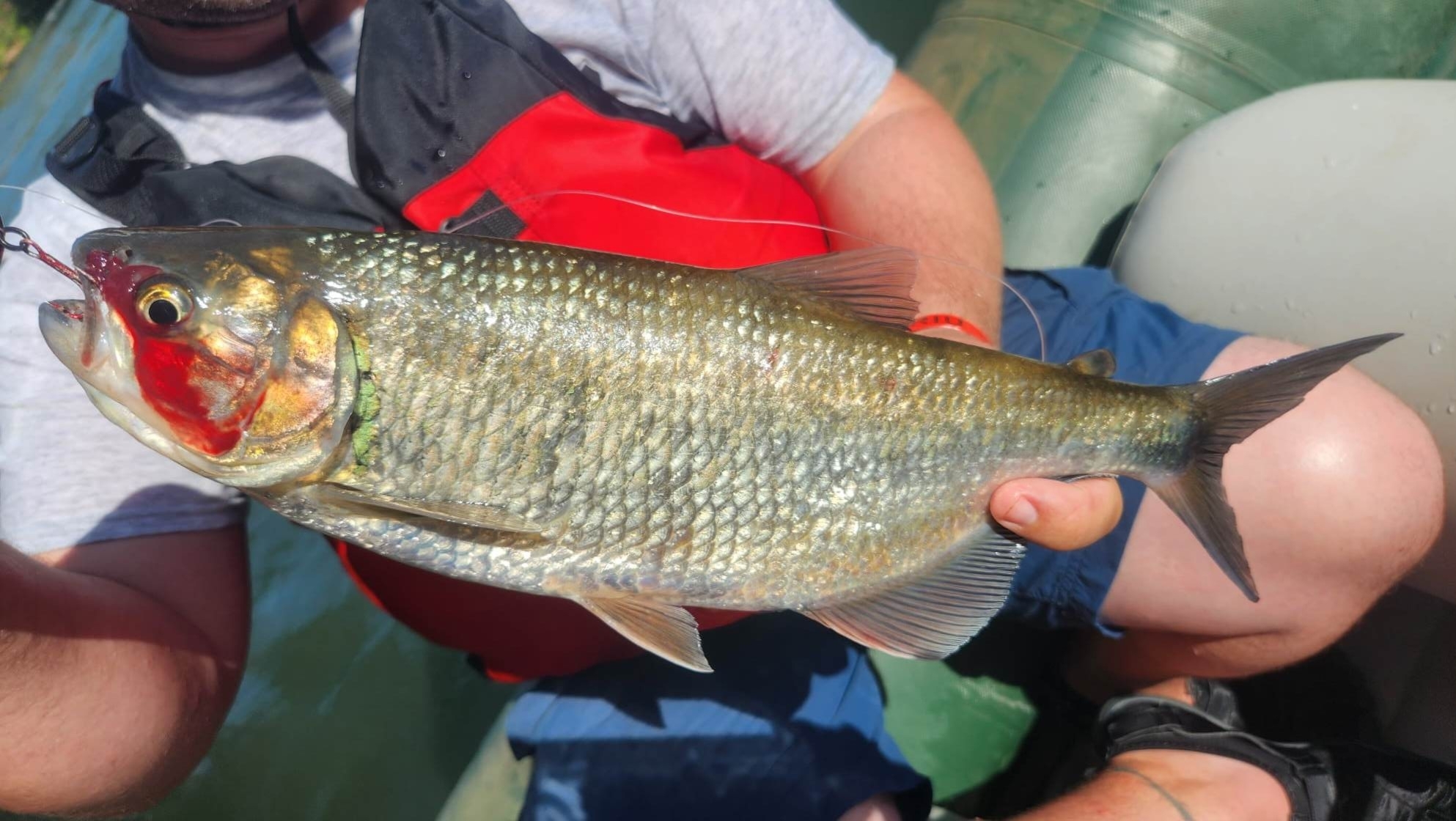 Brycon guatemalensis Regan, 1908