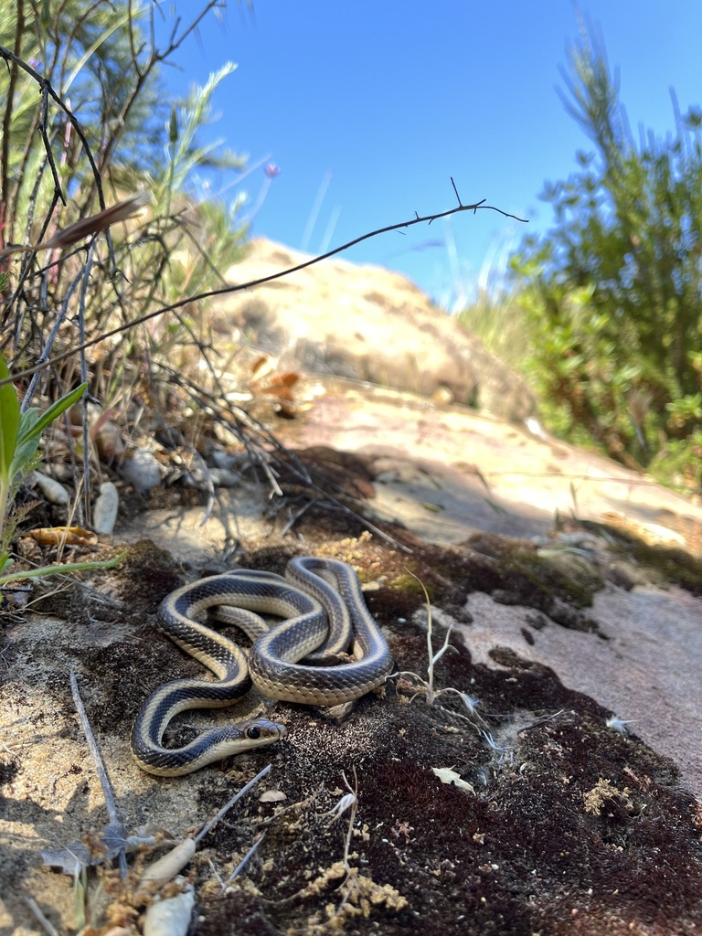 Coast Patchnose Snake in May 2023 by Ryan Singer. SLO county Salvadora ...