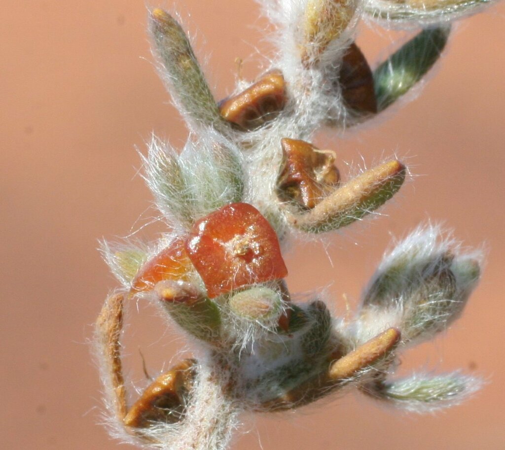 Sclerolaena tetragona from Peak Hill WA 6642, Australia on August 11 ...