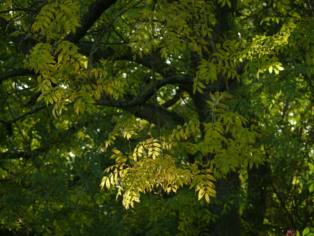 European ash (Hampstead Heath Scavenger Hunt) · iNaturalist
